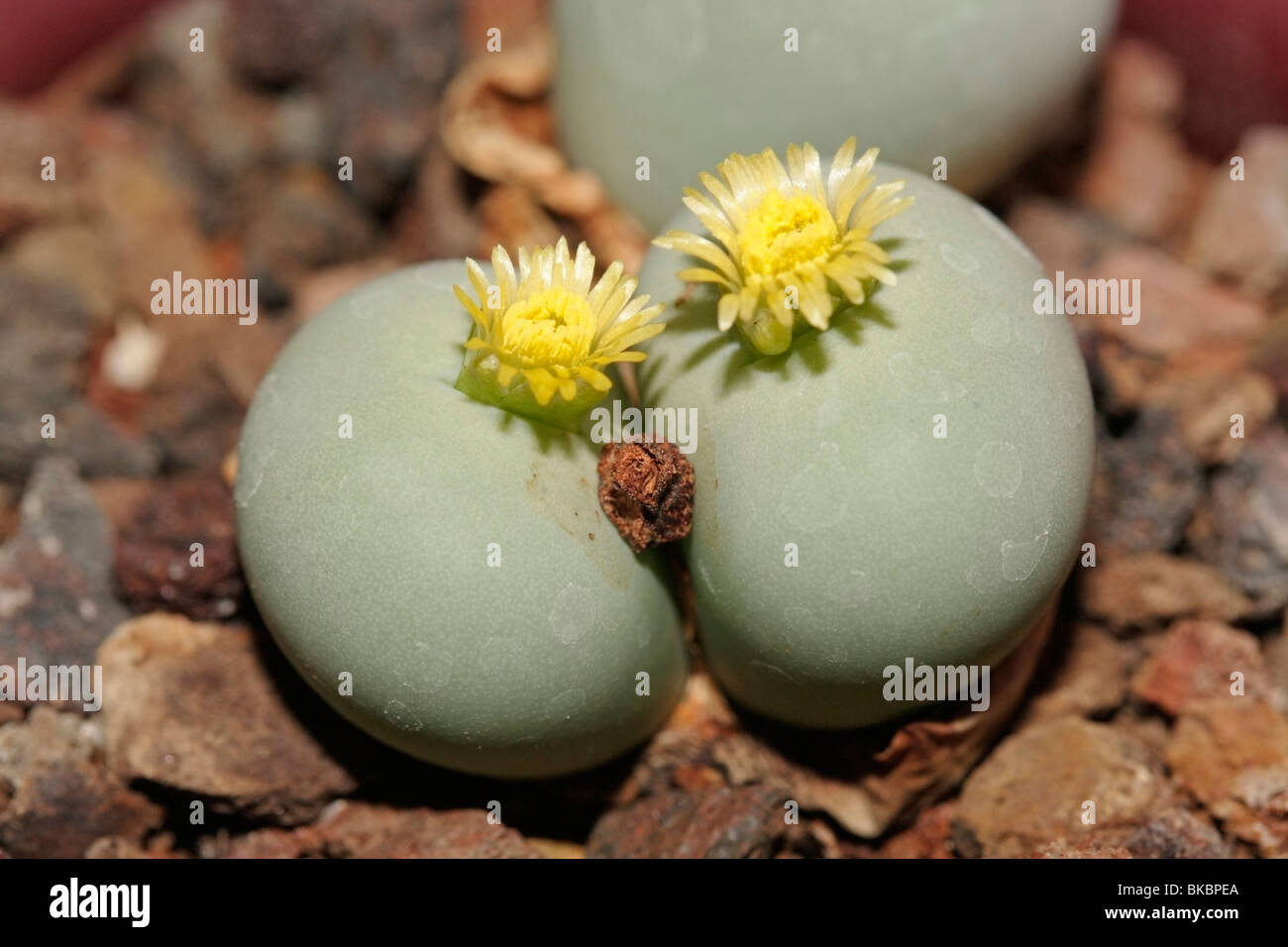 Conophytum calculus ssp. vanzylii Stock Photo - Alamy