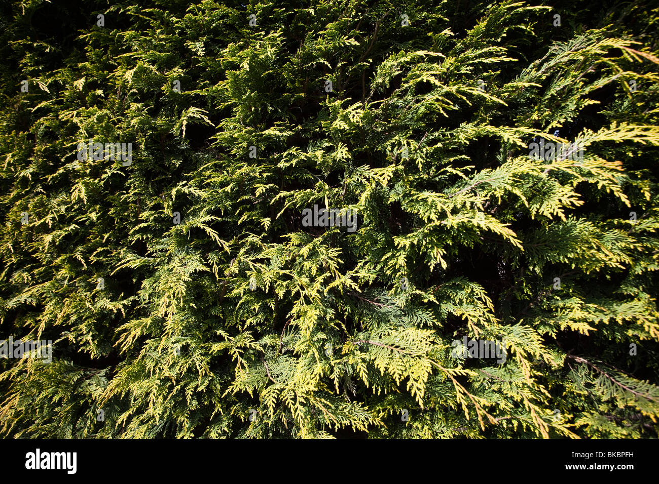 Yellow hedge hi-res stock photography and images - Alamy
