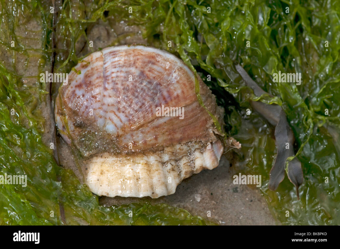 Common atlantic slipper snail hi-res stock photography and images - Alamy