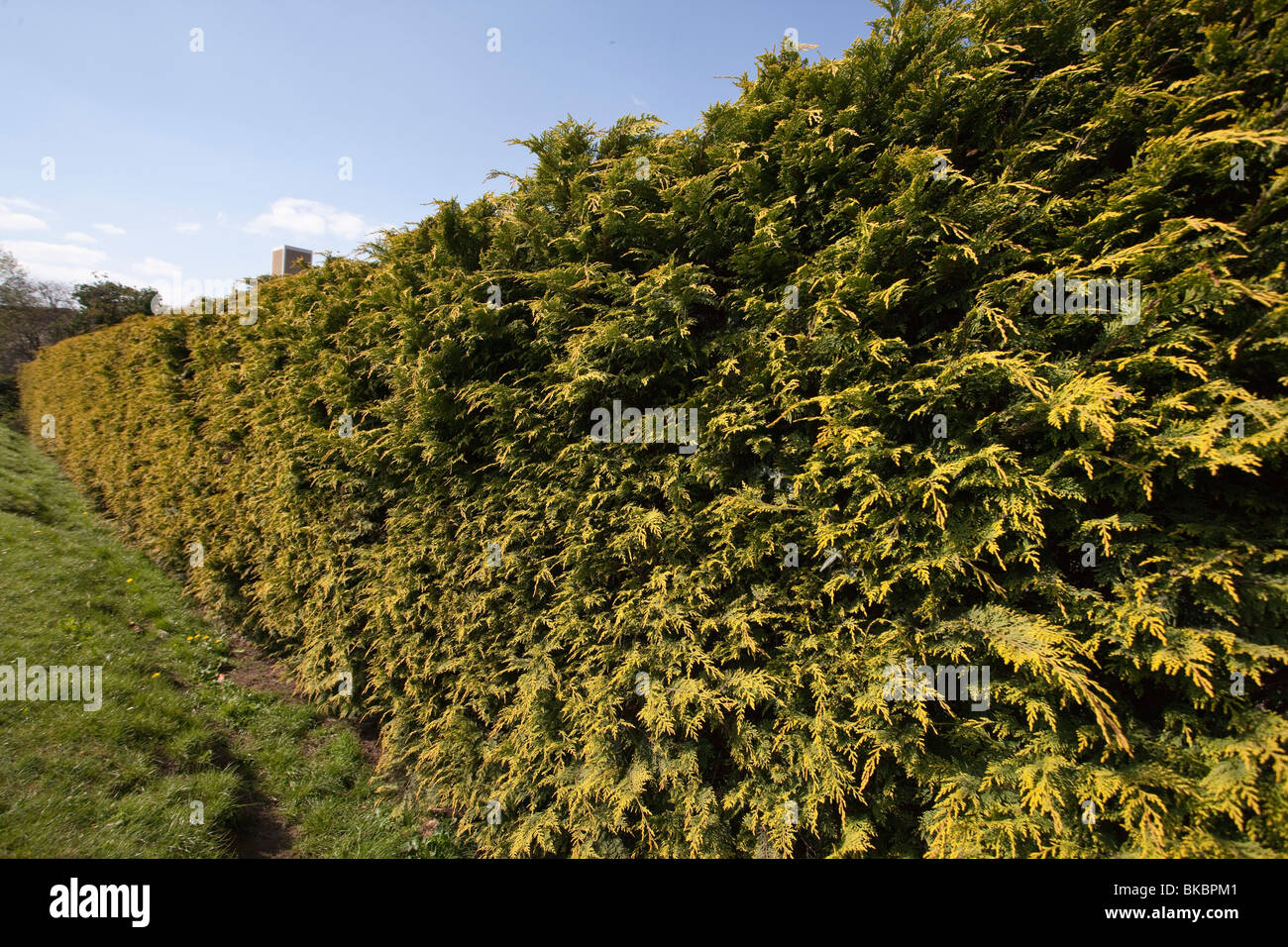 Tall hedge hi-res stock photography and images - Alamy