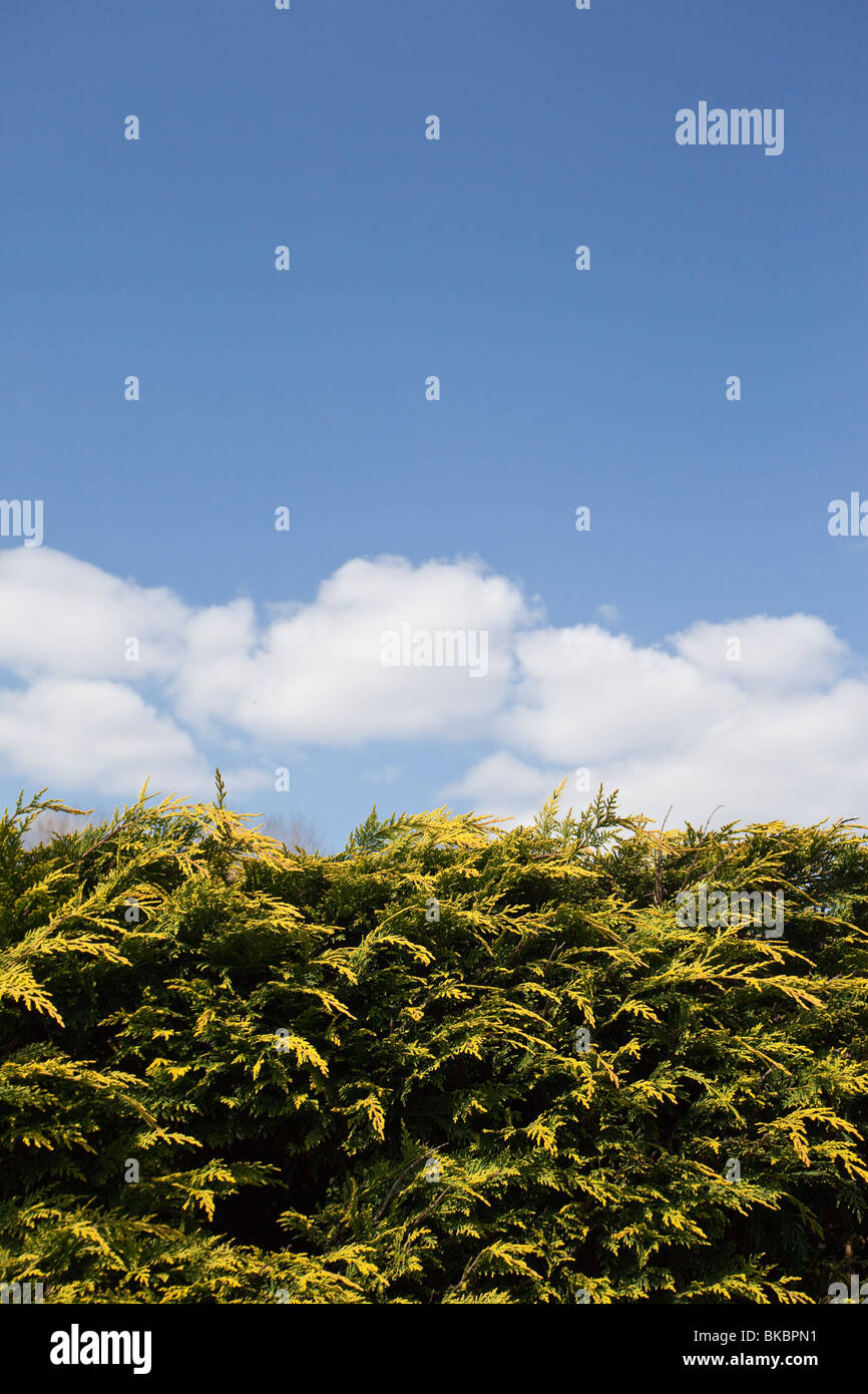 Trimmed bush hi-res stock photography and images - Alamy