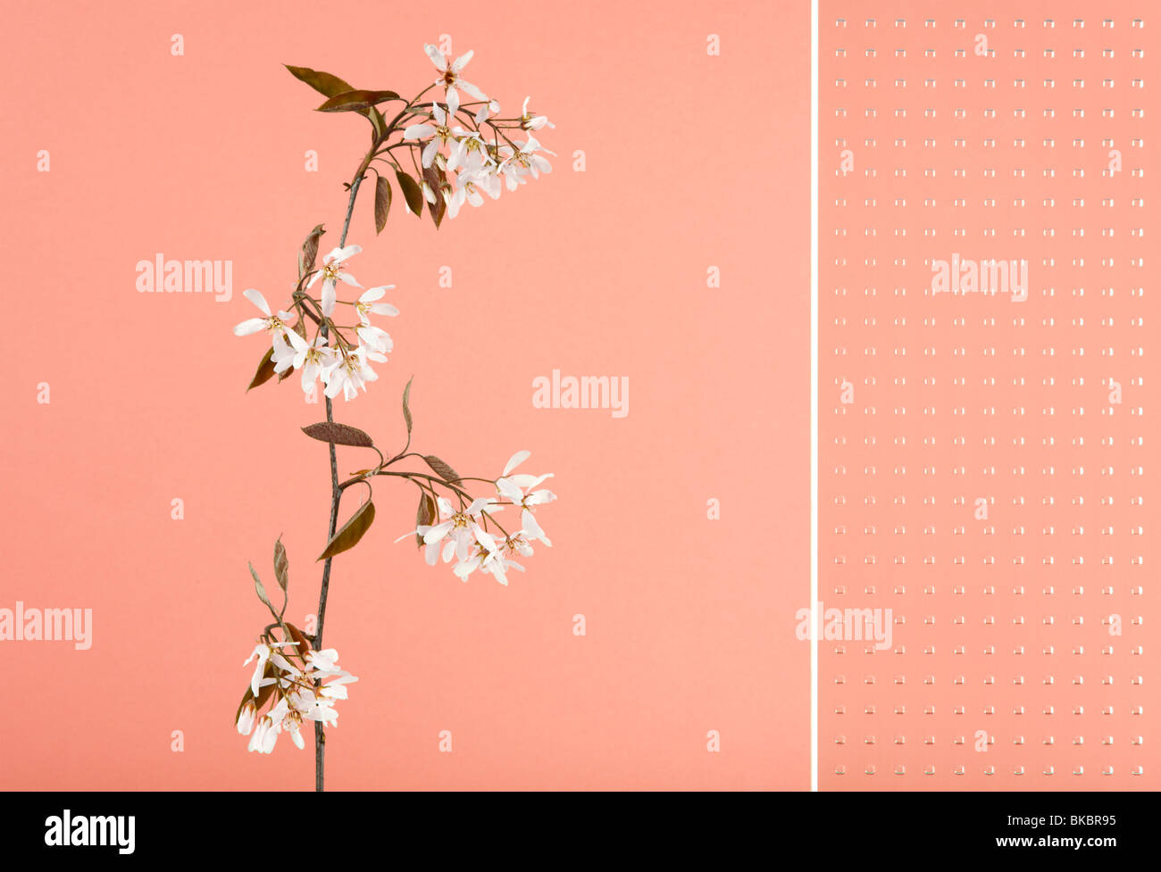 juneberry branch on rose background Stock Photo - Alamy