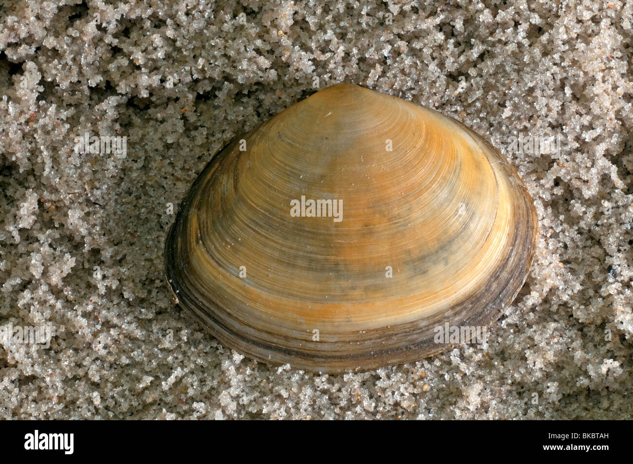 Peppery Furrow Clam, Peppery Furrow Shell (Scrobicularia plana) on sand ...