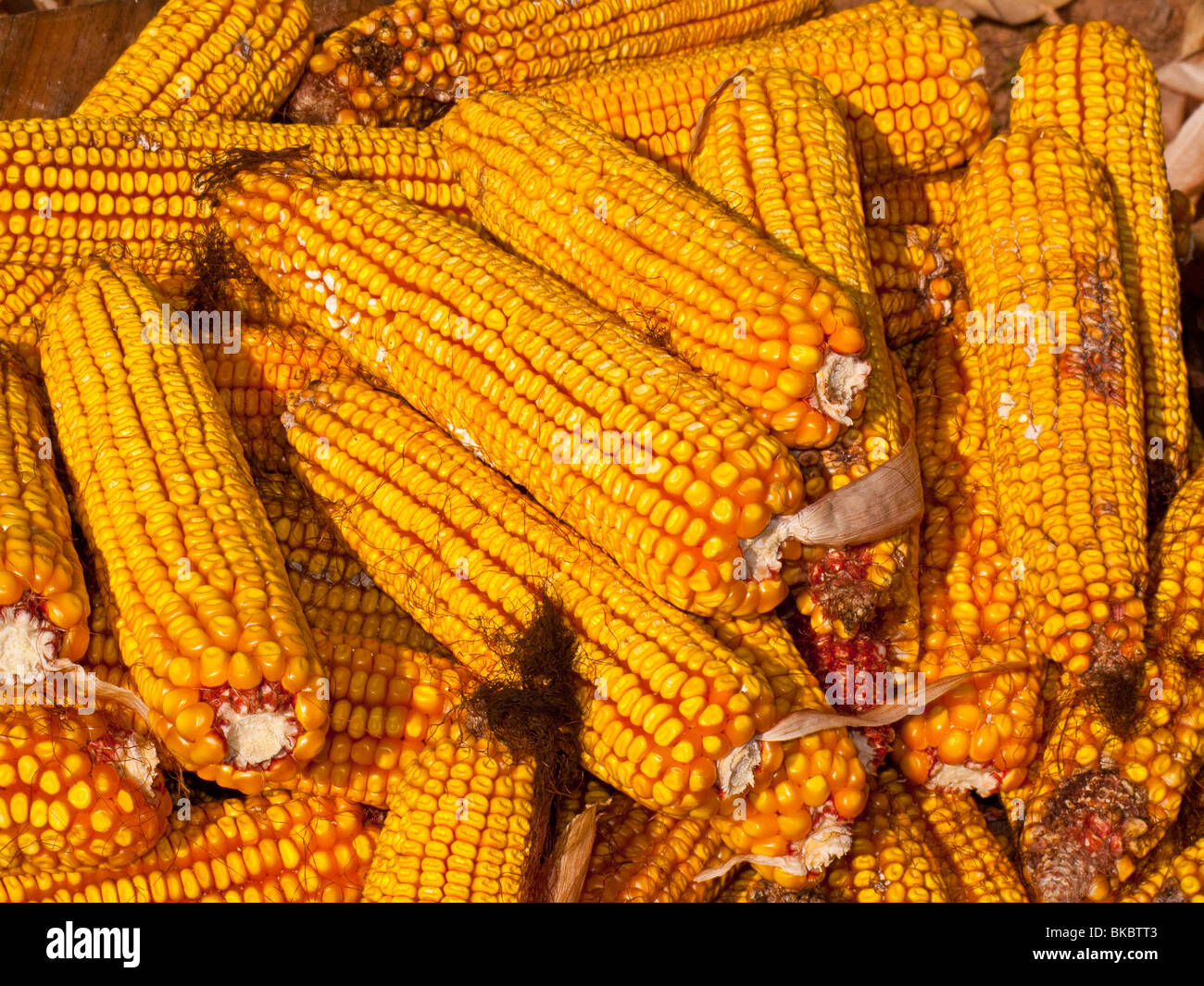 Corn harvest pile hi-res stock photography and images - Alamy
