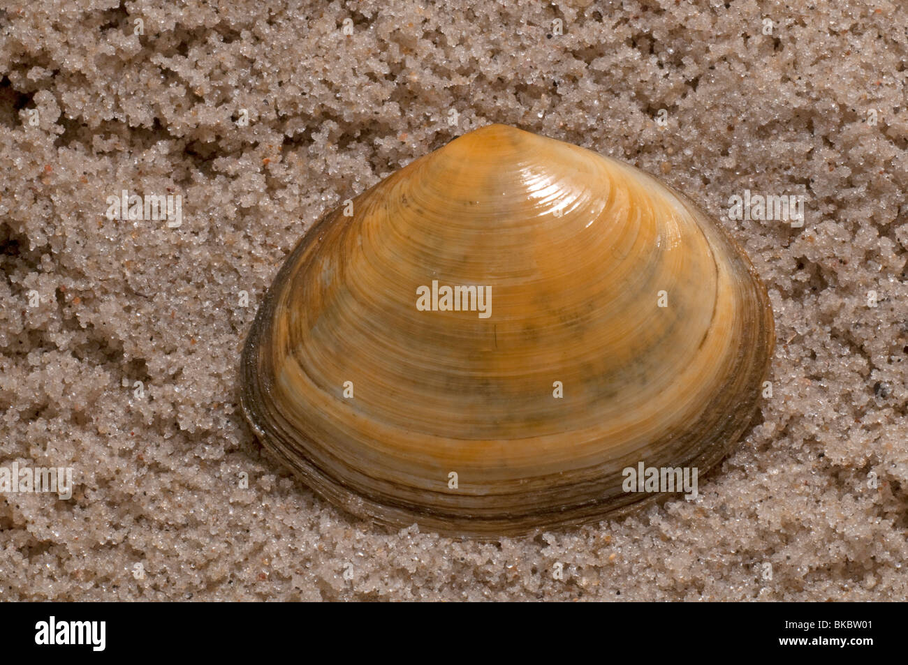 Peppery Furrow Clam, Peppery Furrow Shell (Scrobicularia plana) on sand ...