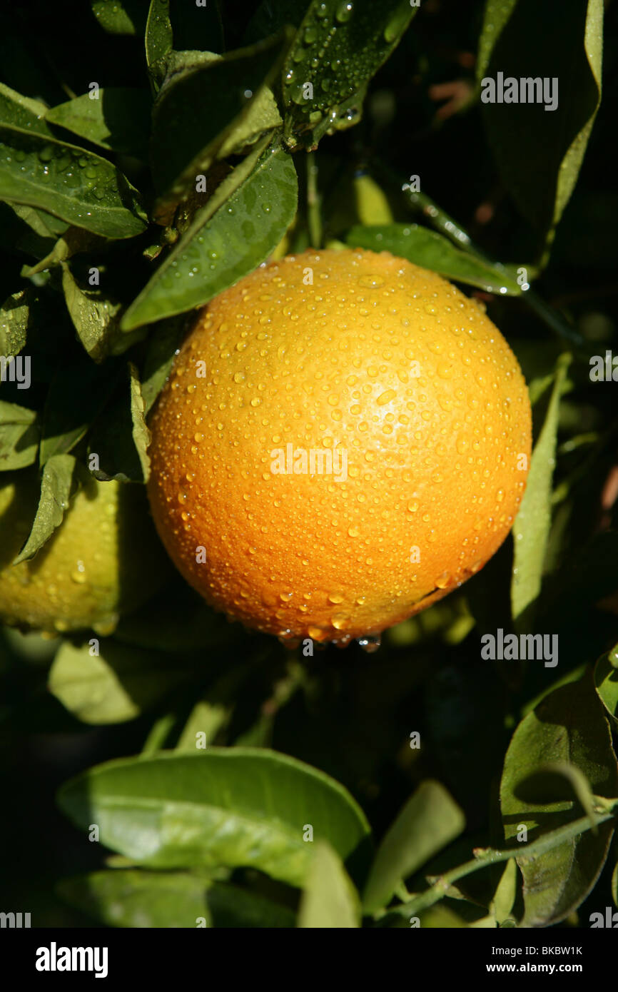 Orange hanging from a tree hi-res stock photography and images - Alamy