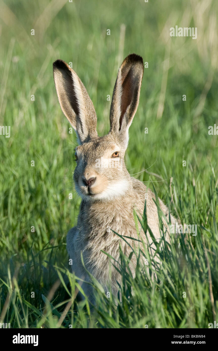 White-tailed Jackrabbit (Lepus townsendii) in grass Stock Photo - Alamy