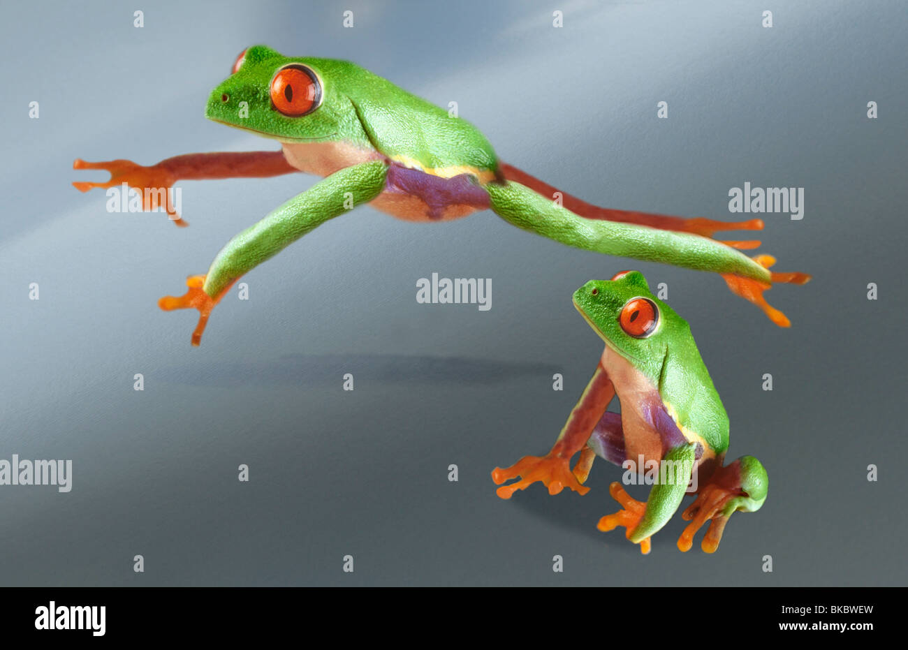 Frogs playing leapfrog Stock Photo - Alamy