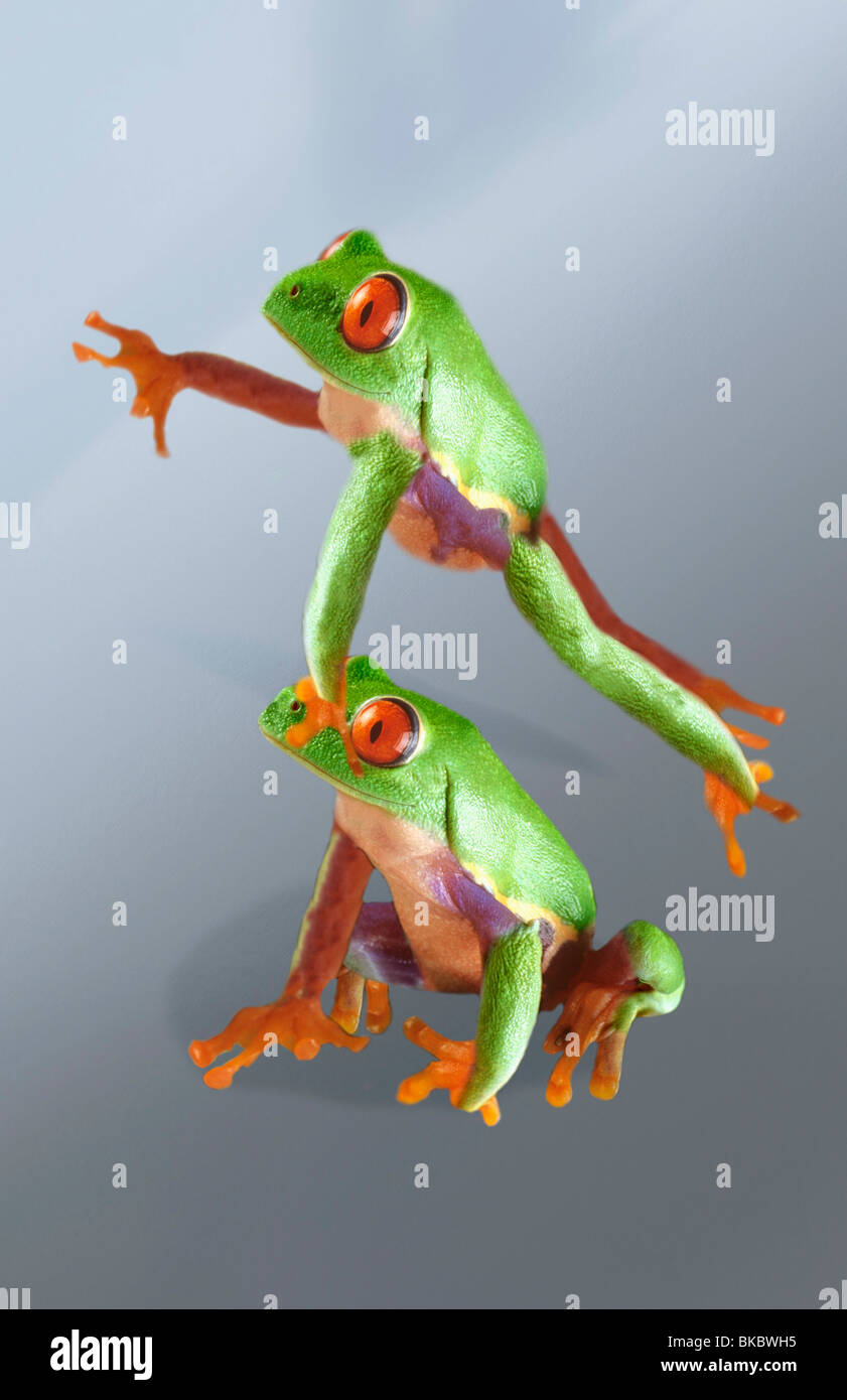 Frogs playing leapfrog Stock Photo - Alamy