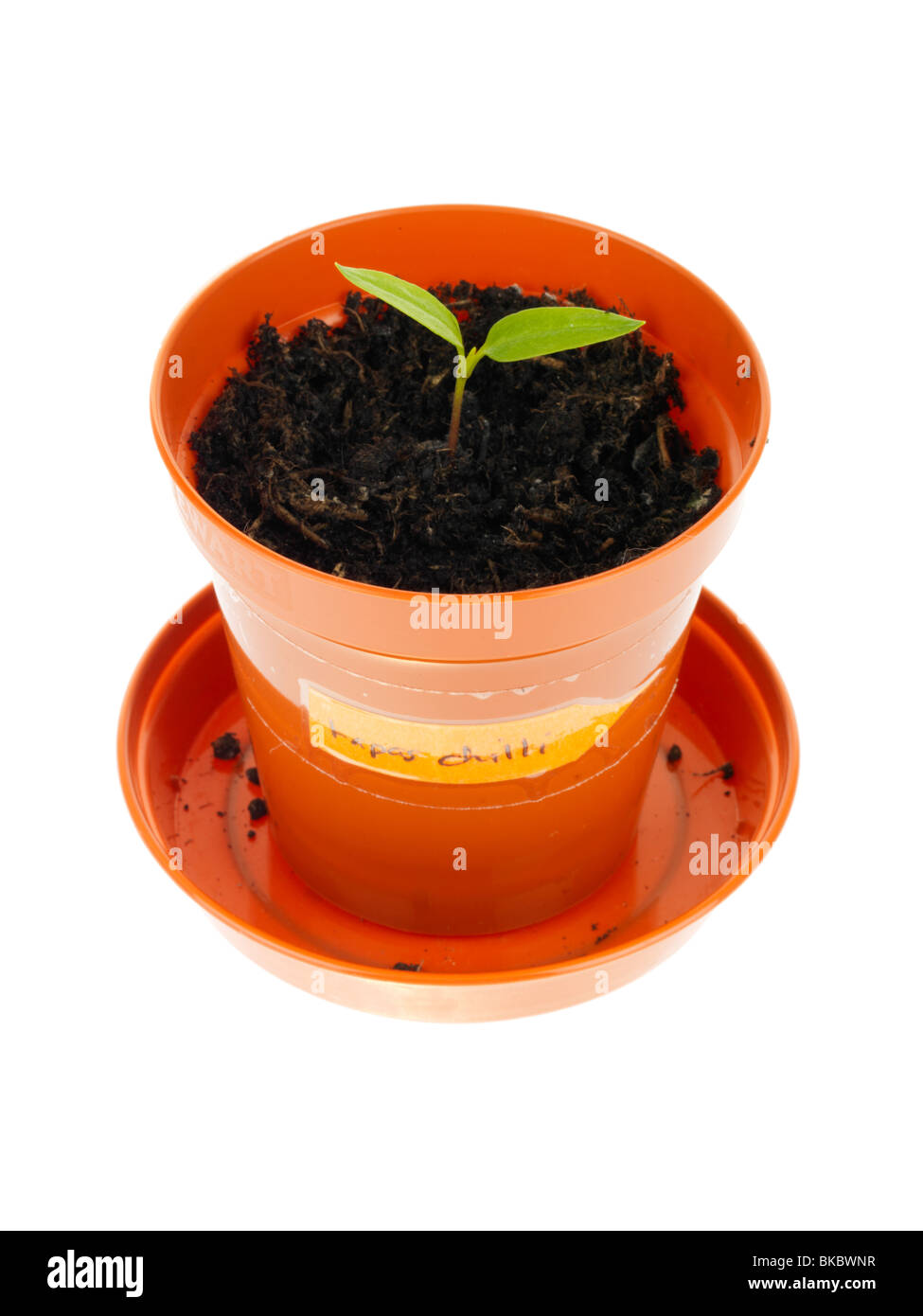 Growing chilli plant in a pot hi-res stock photography and images - Alamy