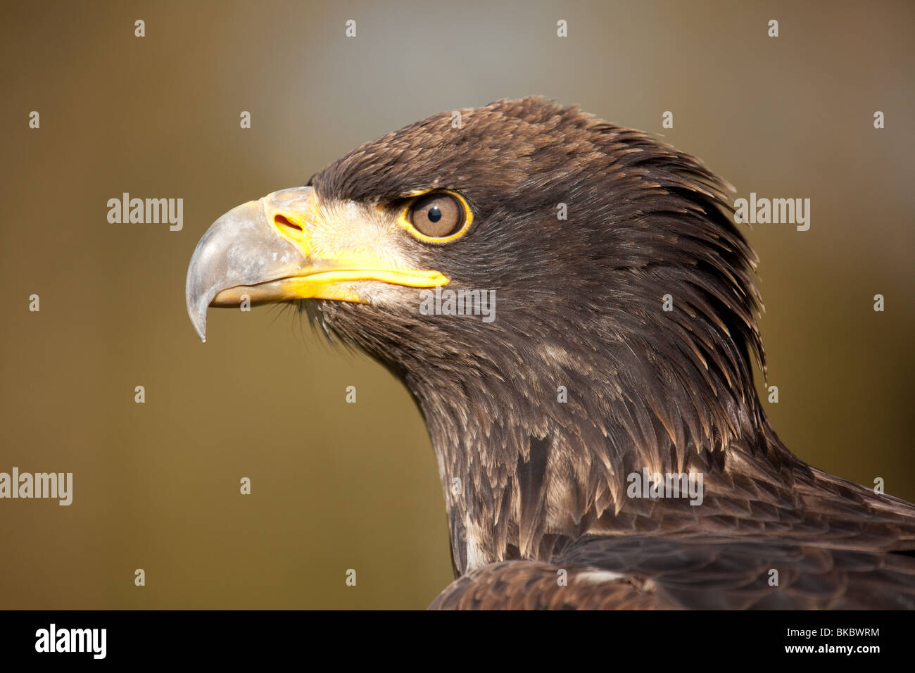 Fish eagle bird hi-res stock photography and images - Alamy