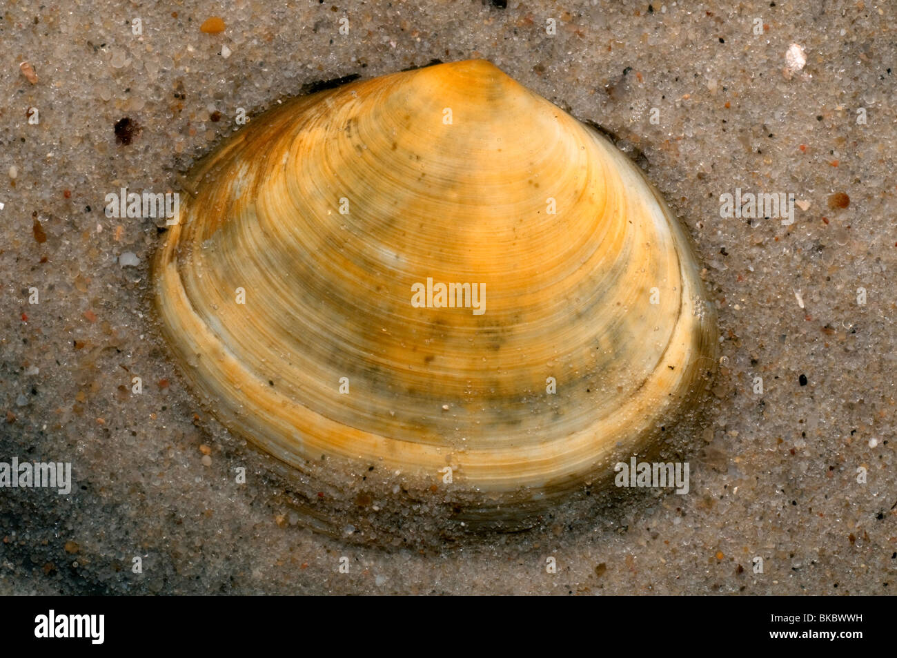 Peppery Furrow Clam, Peppery Furrow Shell (Scrobicularia plana) on sand ...