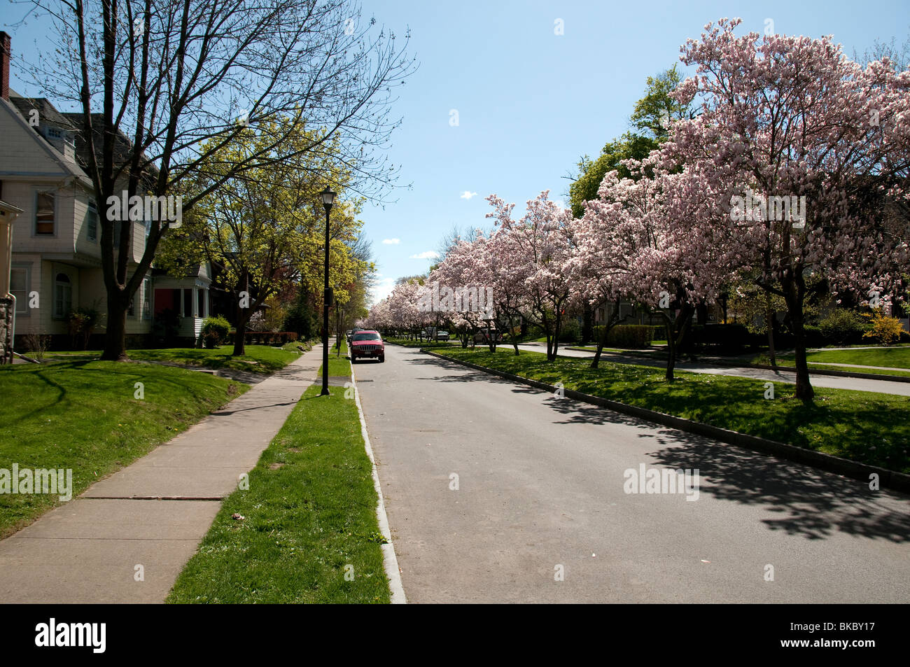 Magnolia middle hi-res stock photography and images - Alamy