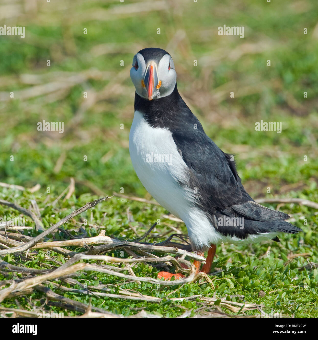 Atlantic puffin portrait taken at Skomer Island Pembrokeshire Stock ...
