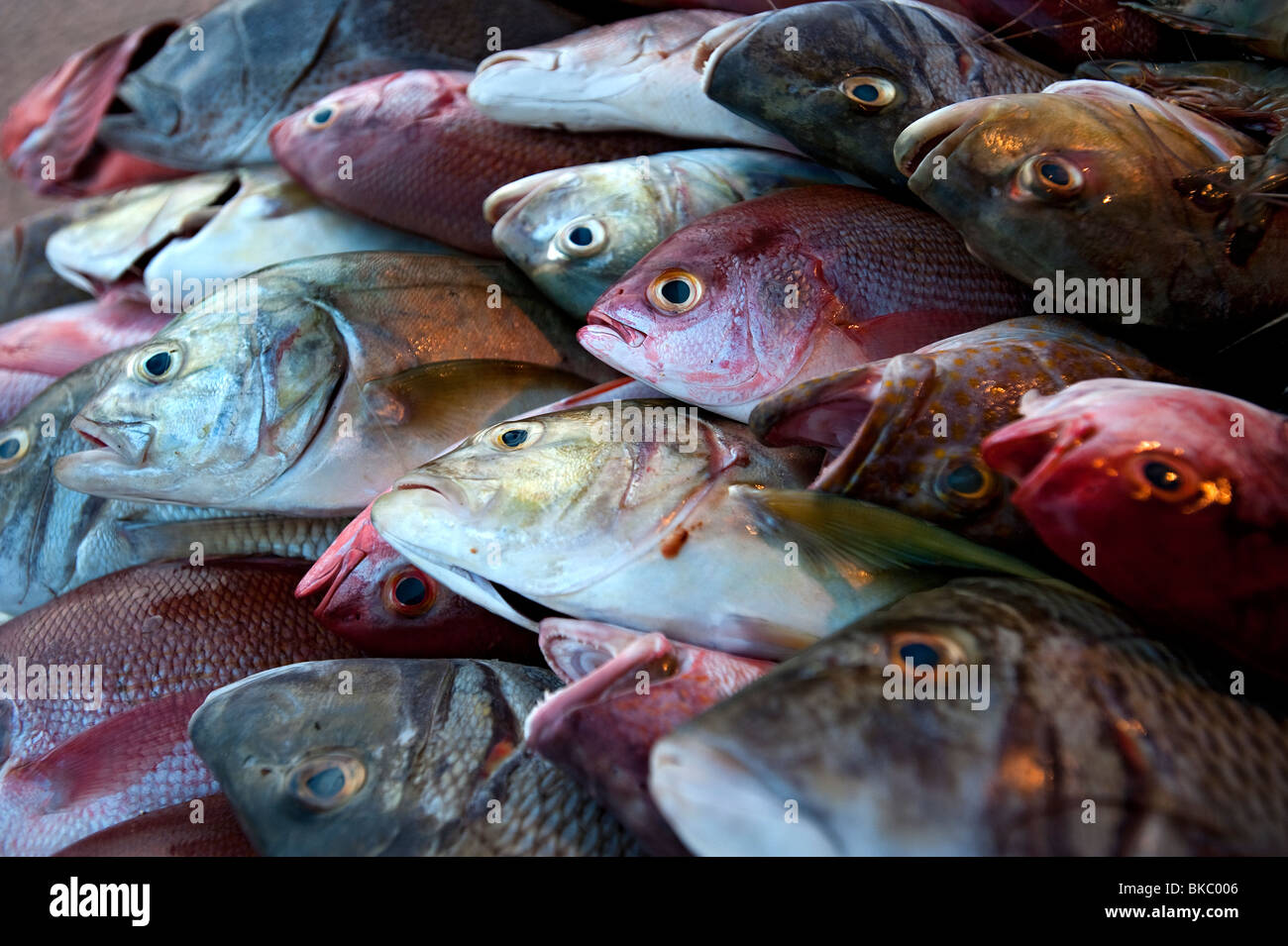 Local fresh fish, Kovalam, Kerala, India Stock Photo - Alamy