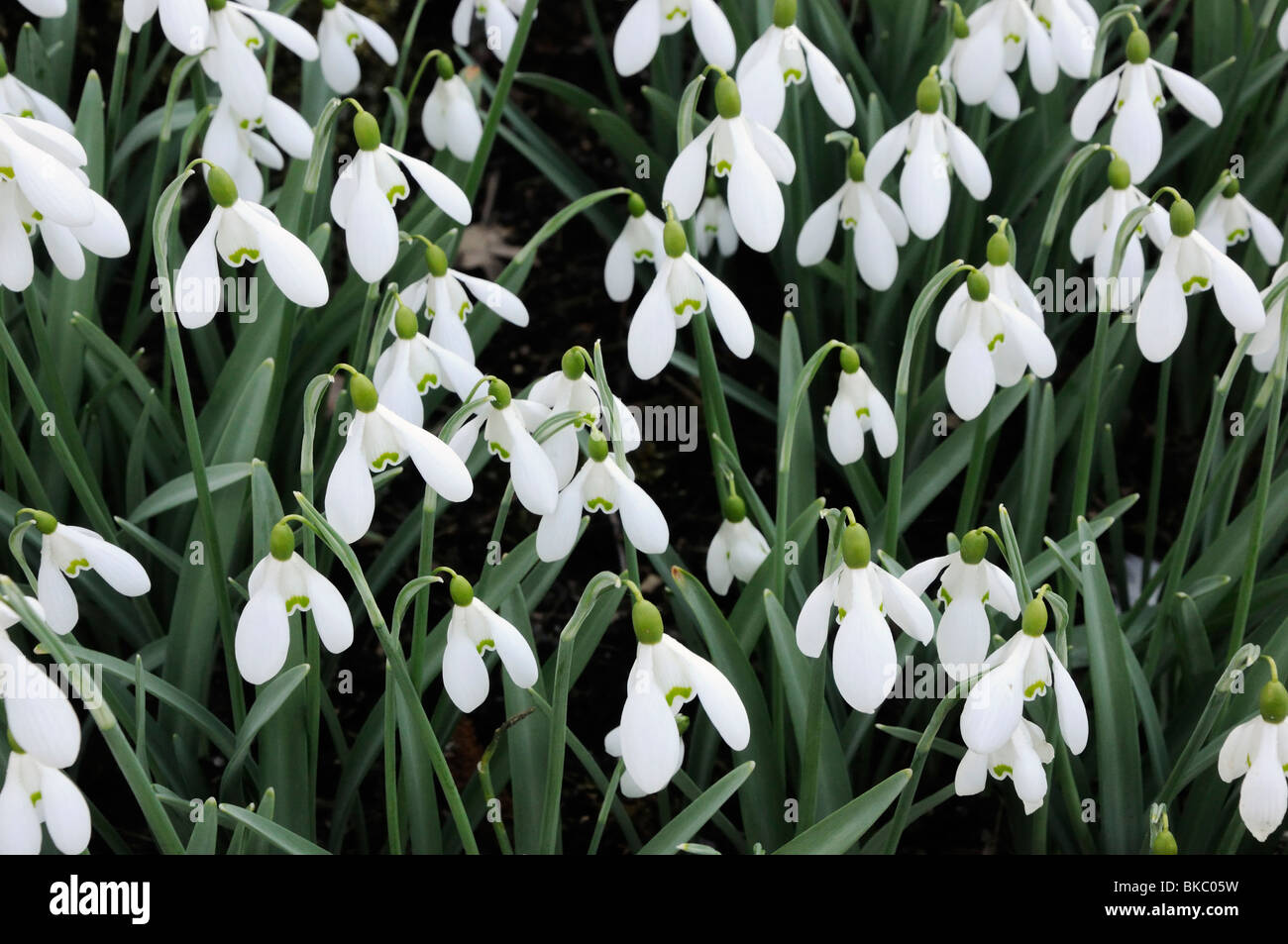 Giant snowdrops hi-res stock photography and images - Alamy