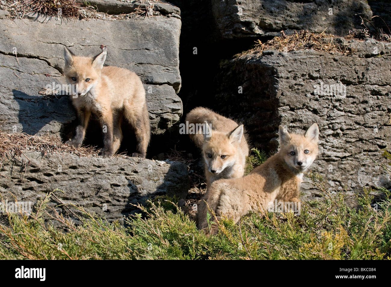 Red Fox (Vulpes vulpes). Three cubs in front of rocks Stock Photo - Alamy