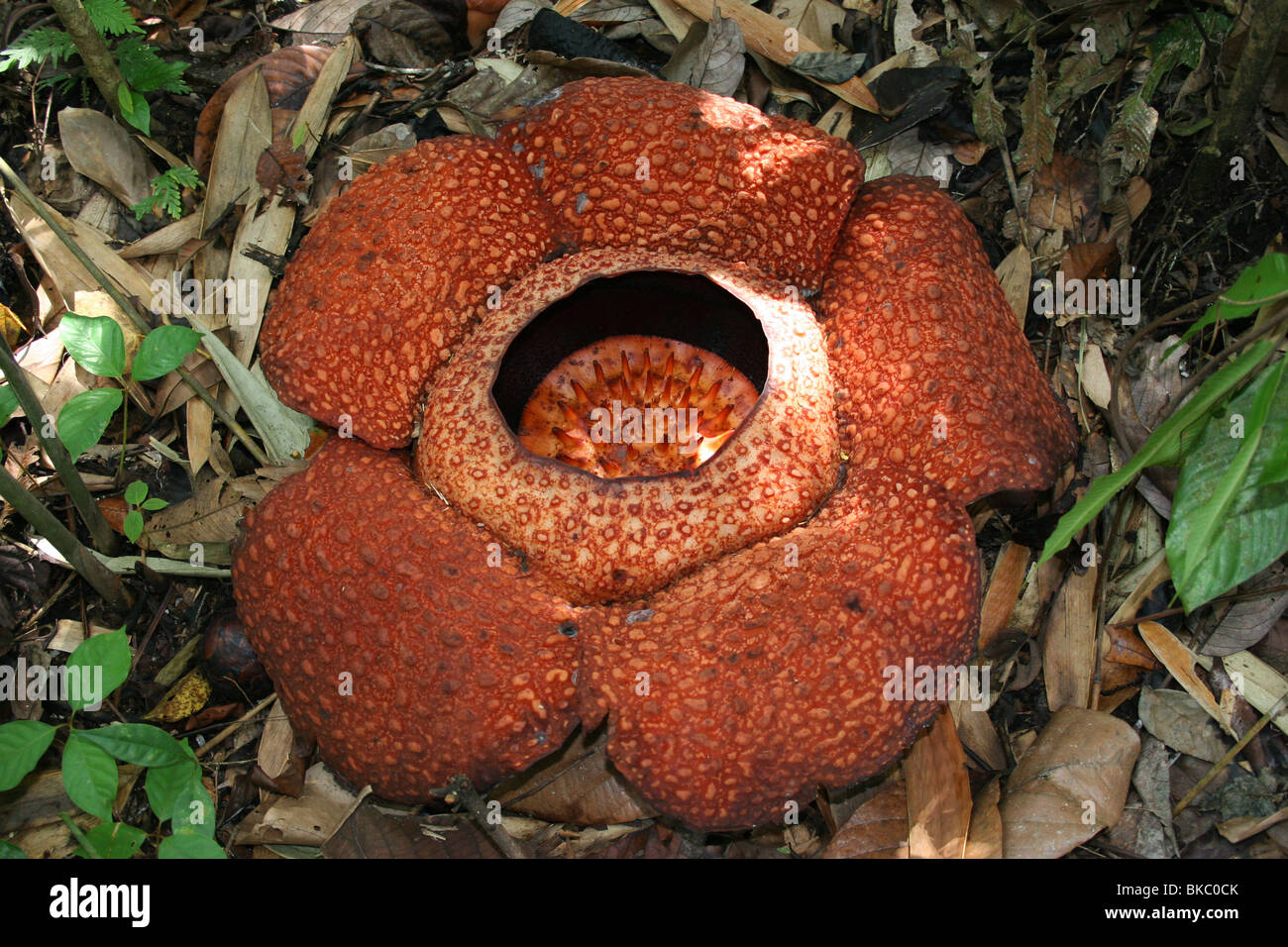 Carrion plant (Rafflesia arnoldii Stock Photo - Alamy