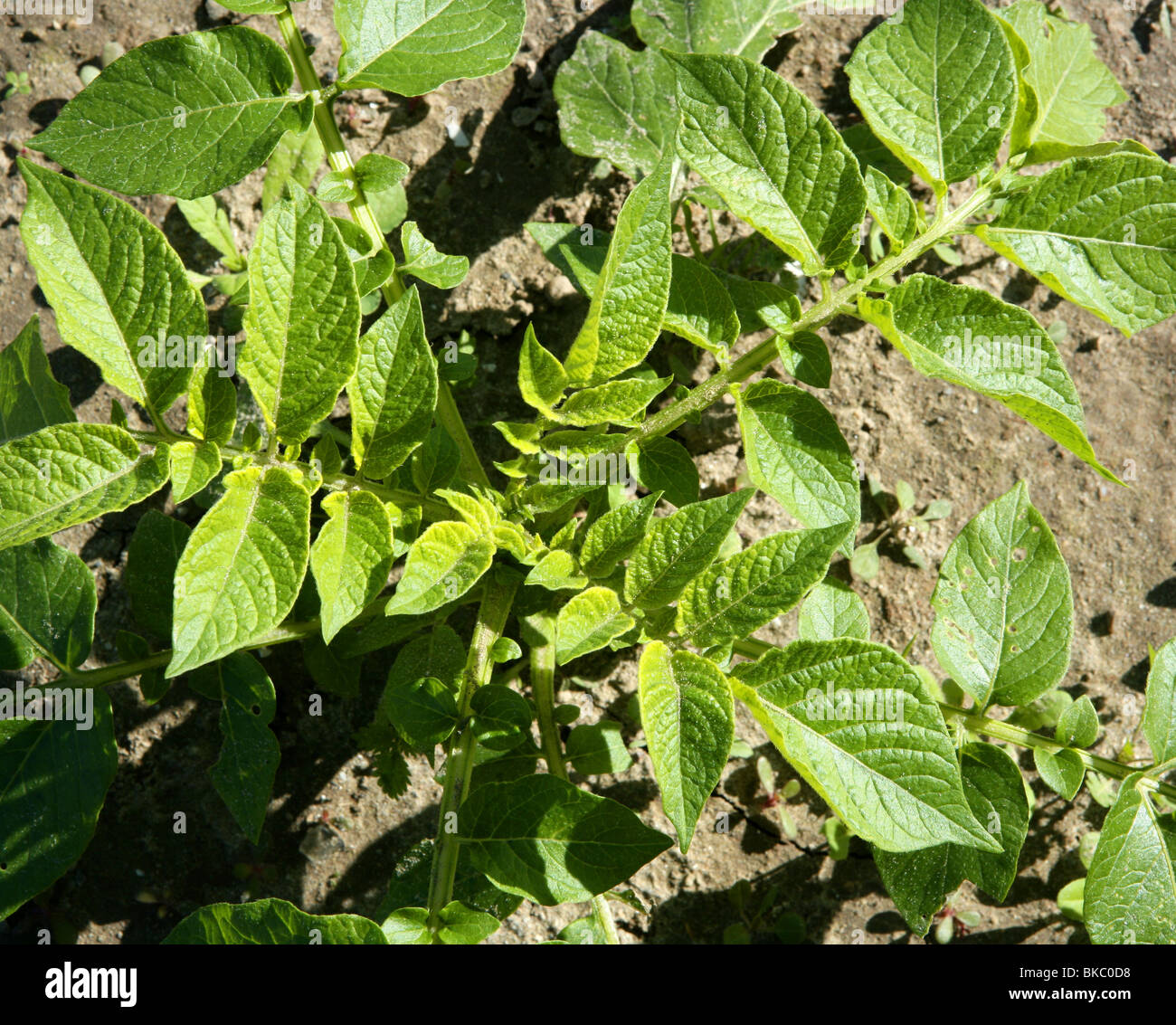 Potatoes plant growing in vivid green color, sunny day Stock Photo - Alamy