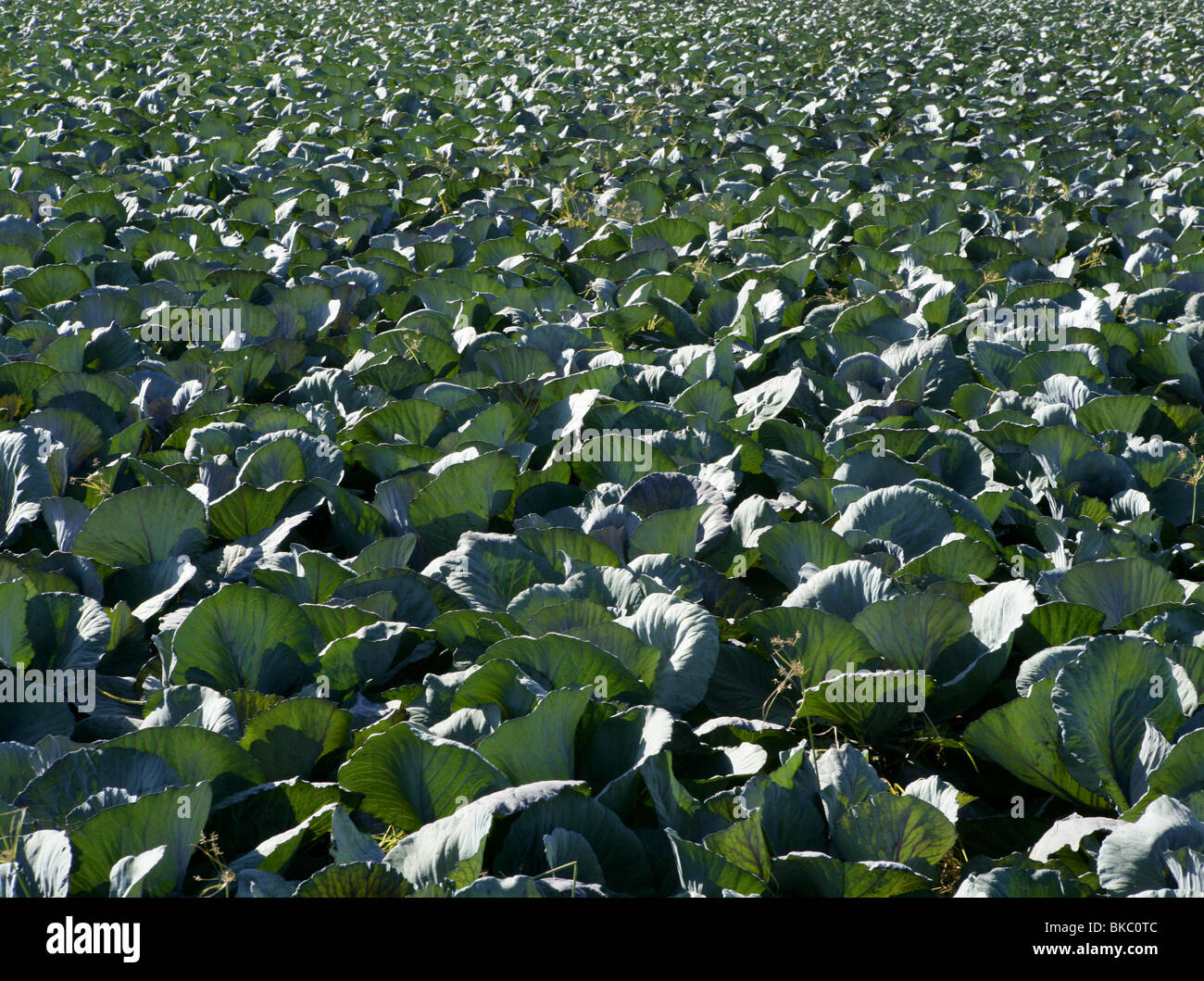Agriculture in Spain, cabbage cultivation fields in Valencia area Stock ...