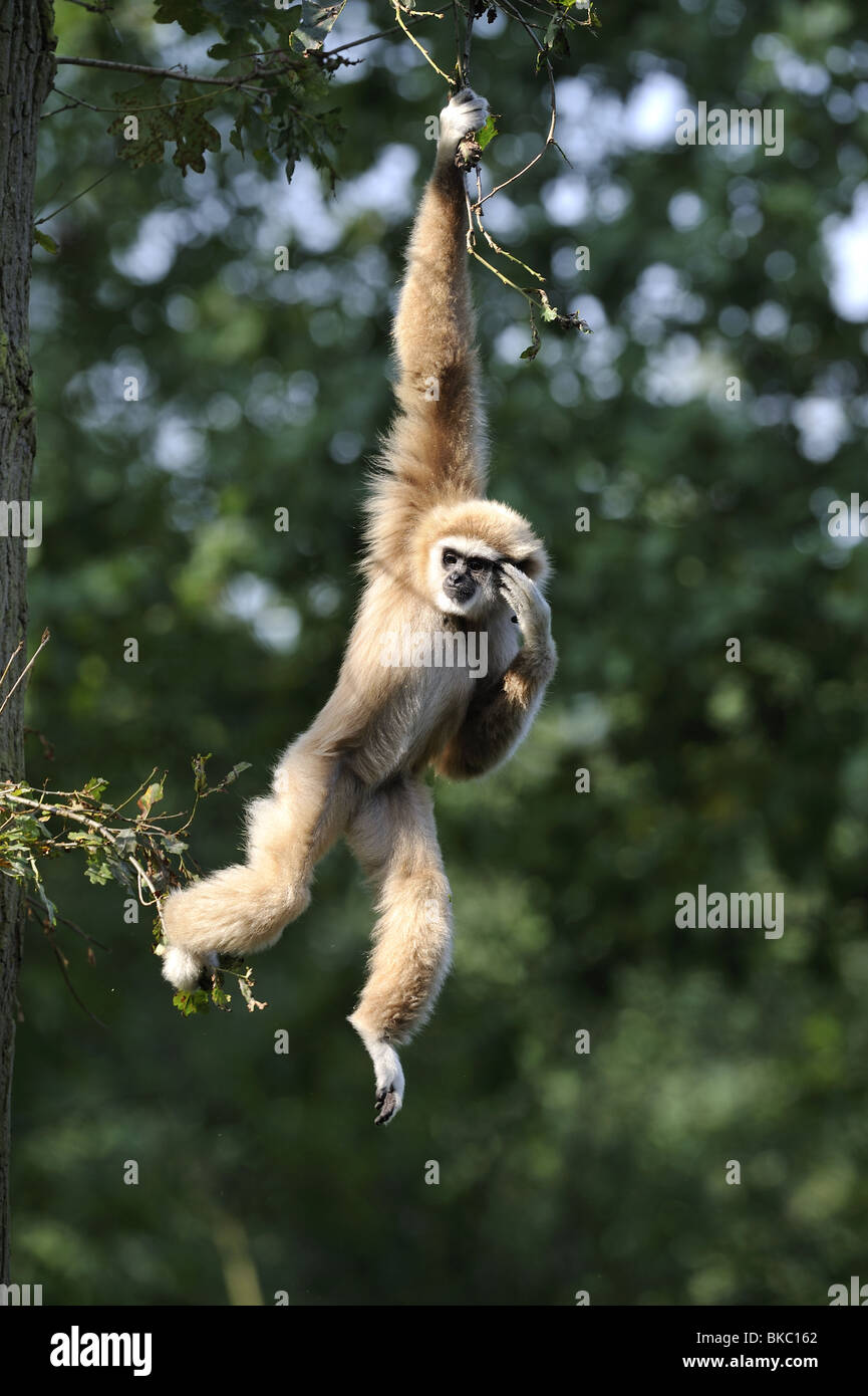 White-handed gibbon swinging in a tree Stock Photo - Alamy