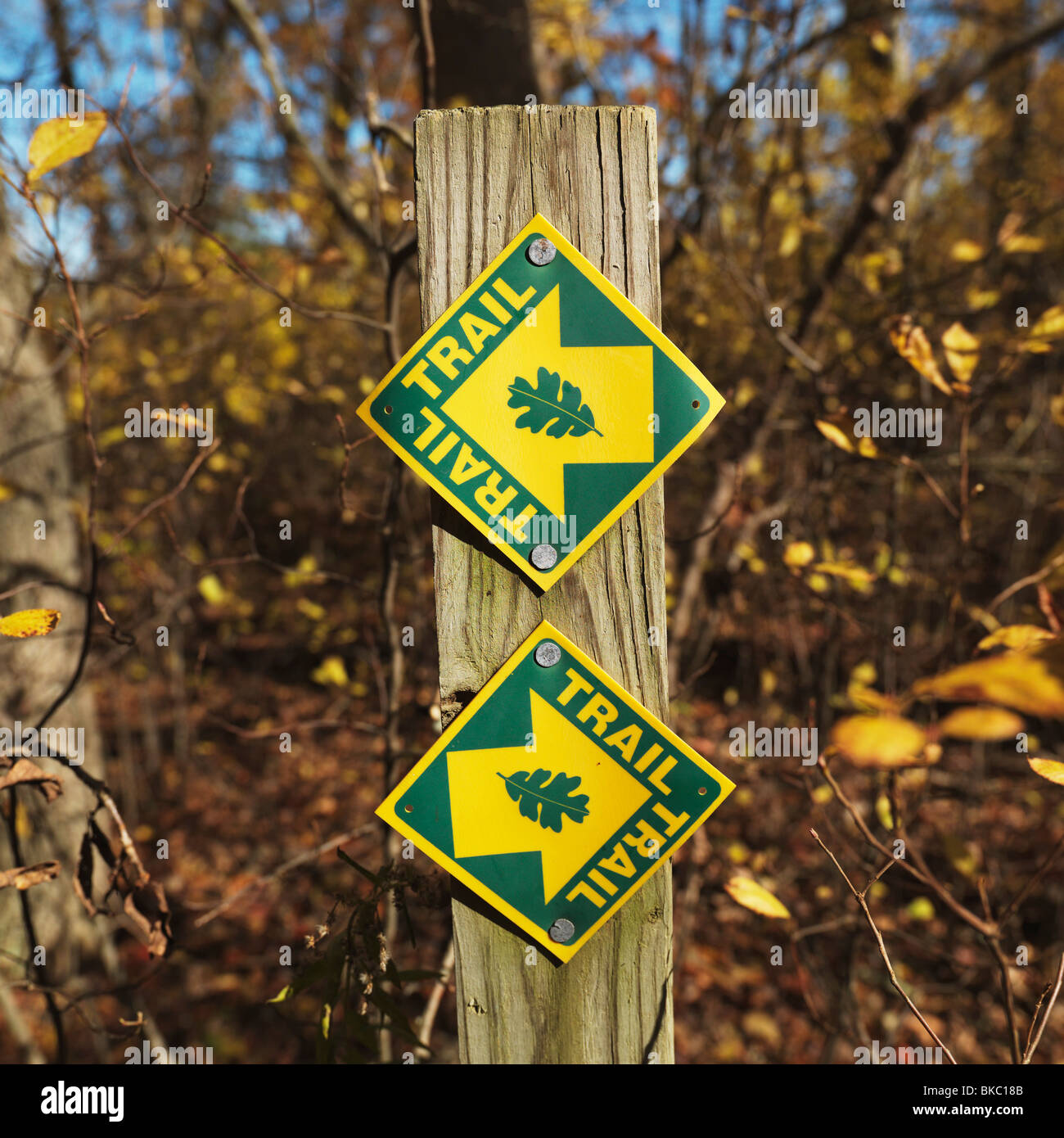 Sag tree hi-res stock photography and images - Alamy