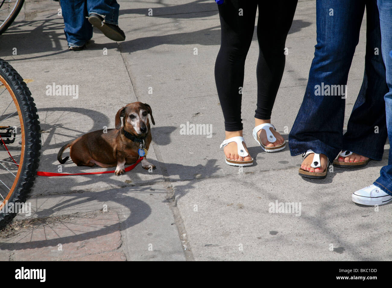 small Dog and feet on sidewalk Stock Photo - Alamy
