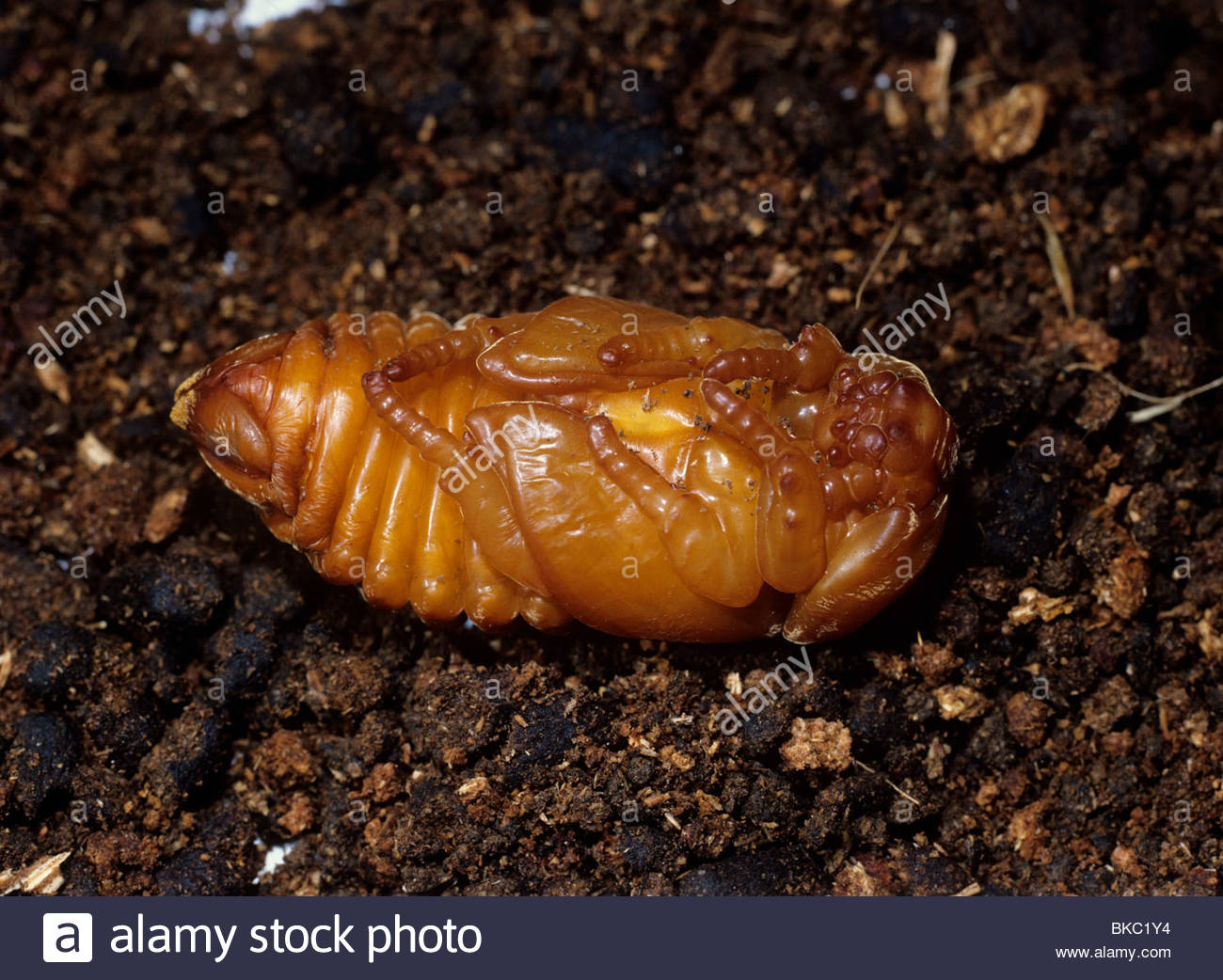 Rhinoceros beetle (Oryctes rhinoceros) pupa Stock Photo: 29153800 - Alamy