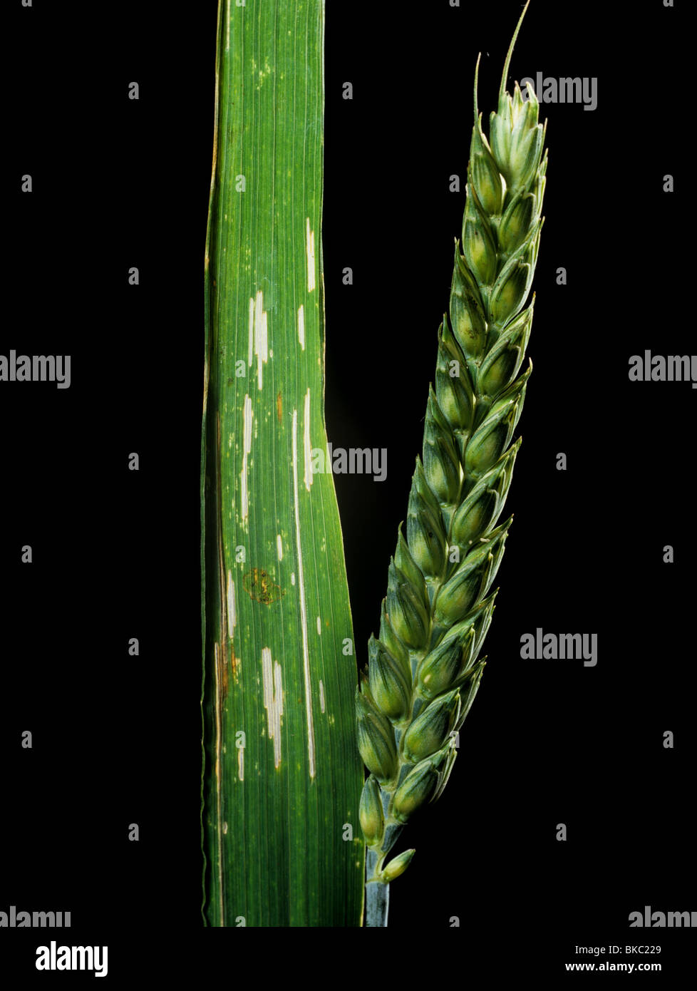Cereal leaf beetle (Oulema melanopus) laval damage & stripped epidermis ...