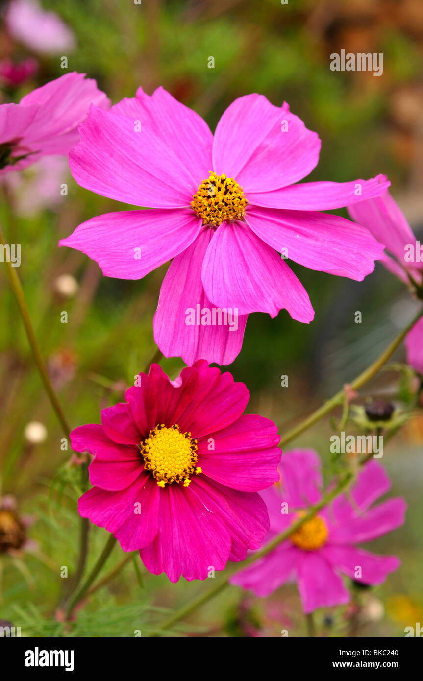 New cosmos plant hi-res stock photography and images - Alamy