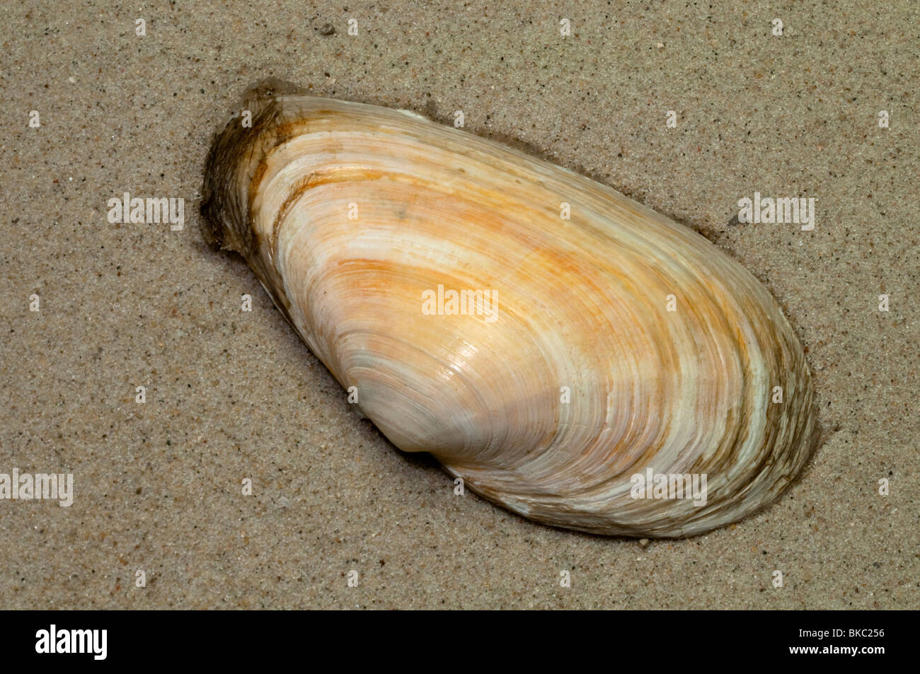 Soft-shell Clam (Mya arenaria), shell on sand Stock Photo - Alamy
