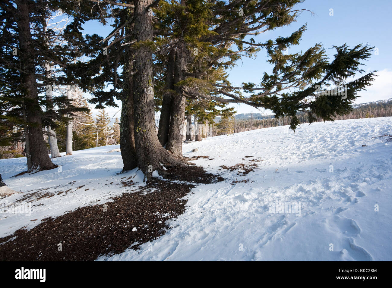 Cloud Cap, Cooper Spur, Mount Hood National Forest - Mount Hood, Oregon ...
