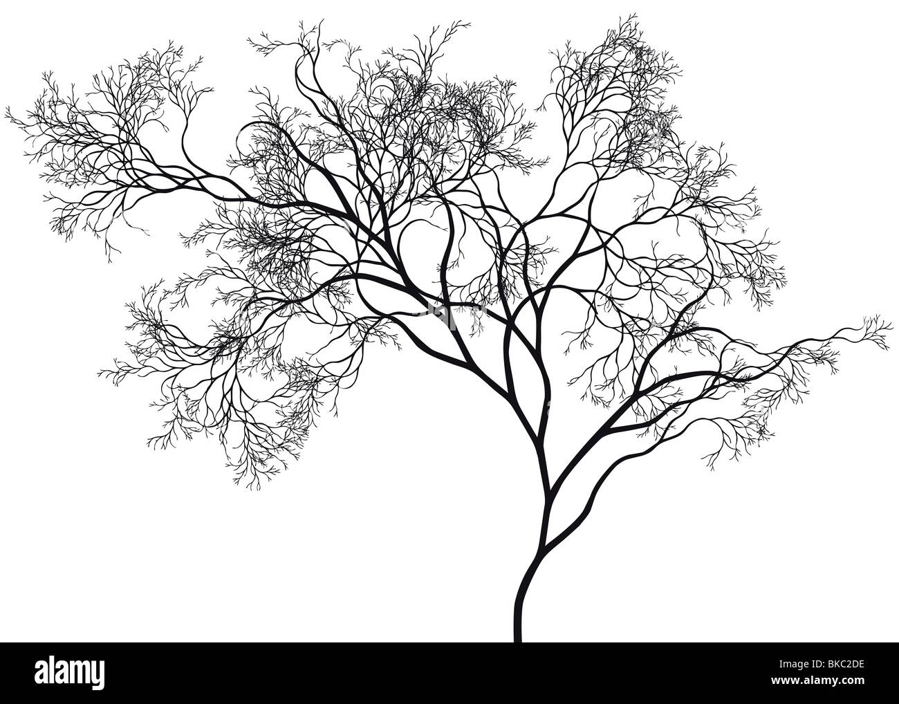 detailed, isolated tree silhouette Stock Photo - Alamy