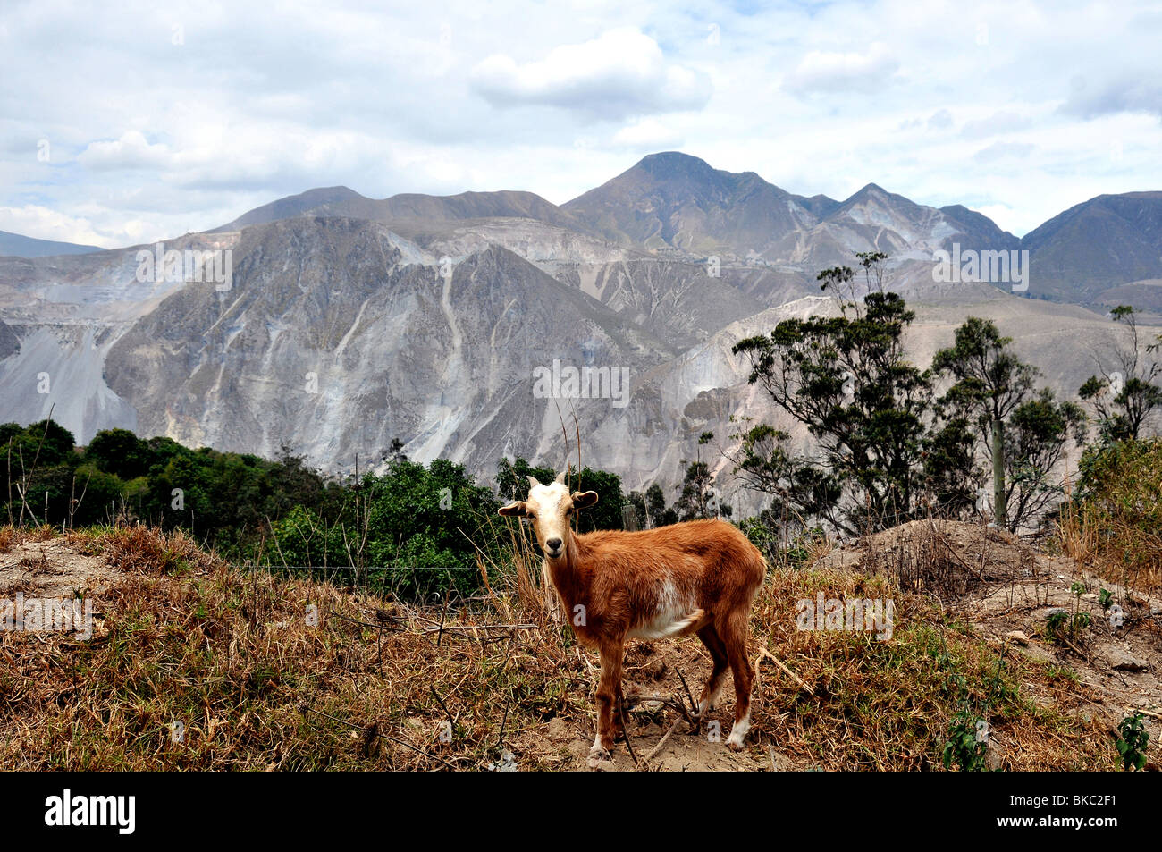 goat in mountain landscape, north of Ecuador Stock Photo - Alamy