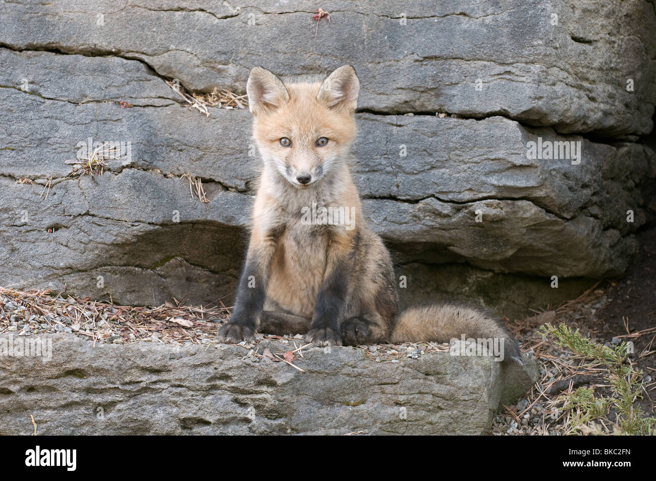 Red fox sitting on rock hi-res stock photography and images - Alamy