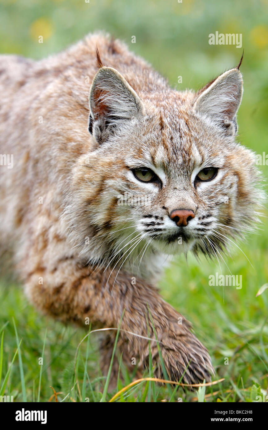 Bubsy Le Lynx Roux