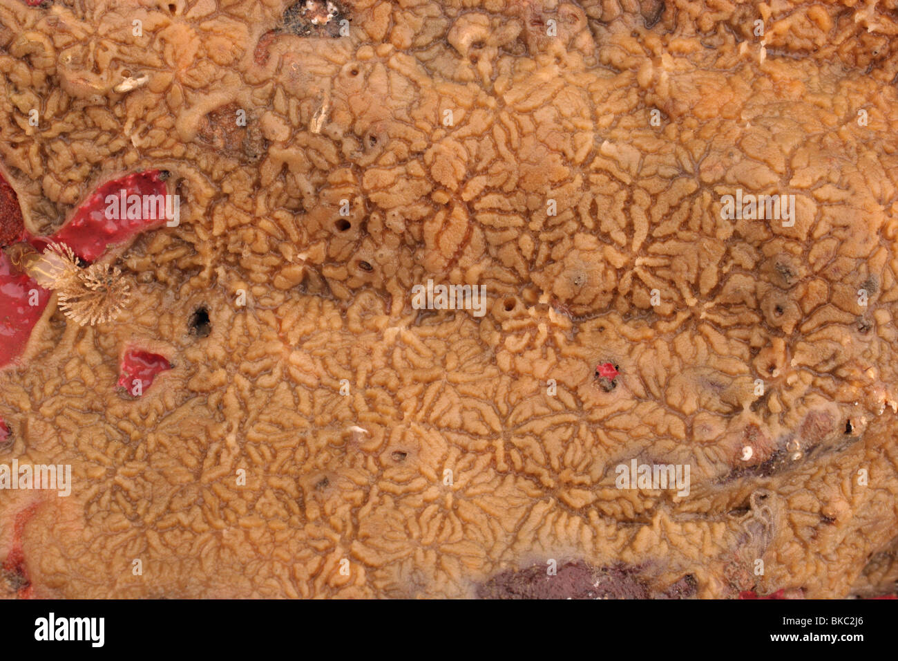 Clathrina coriacea hi-res stock photography and images - Alamy