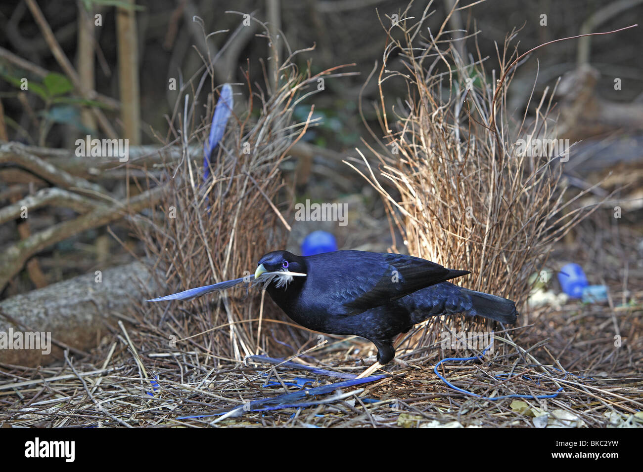 Satin bowerbird hi-res stock photography and images - Alamy