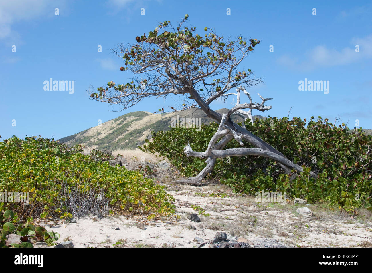 Orient Bay Saint Martin High Resolution Stock Photography and Images ...