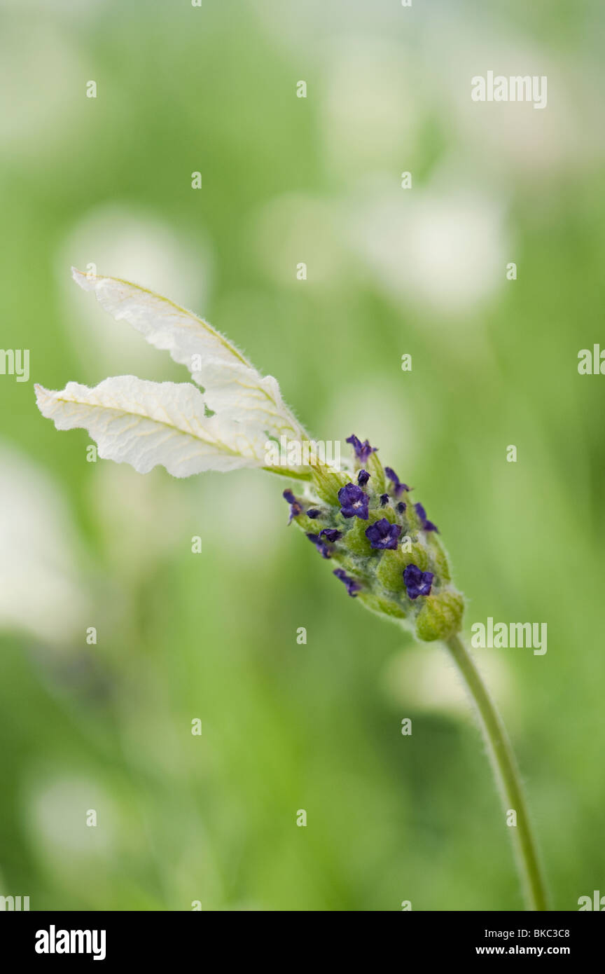 Lavandula stoechas viridis 'Ballerina'. Lavender flower Stock Photo - Alamy