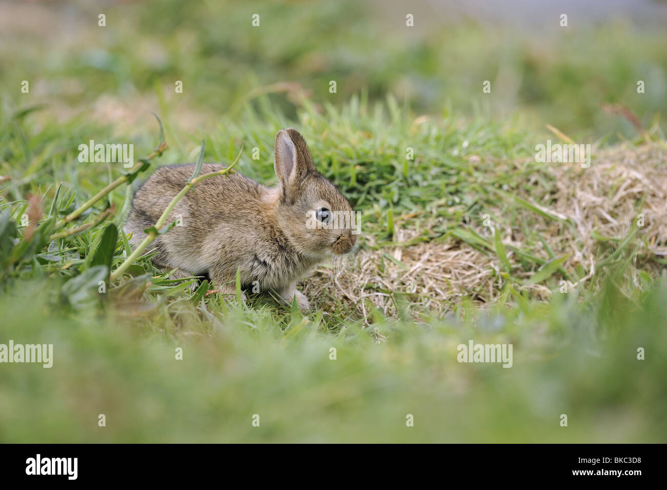 Young european rabbit oryctolagus hi-res stock photography and images ...