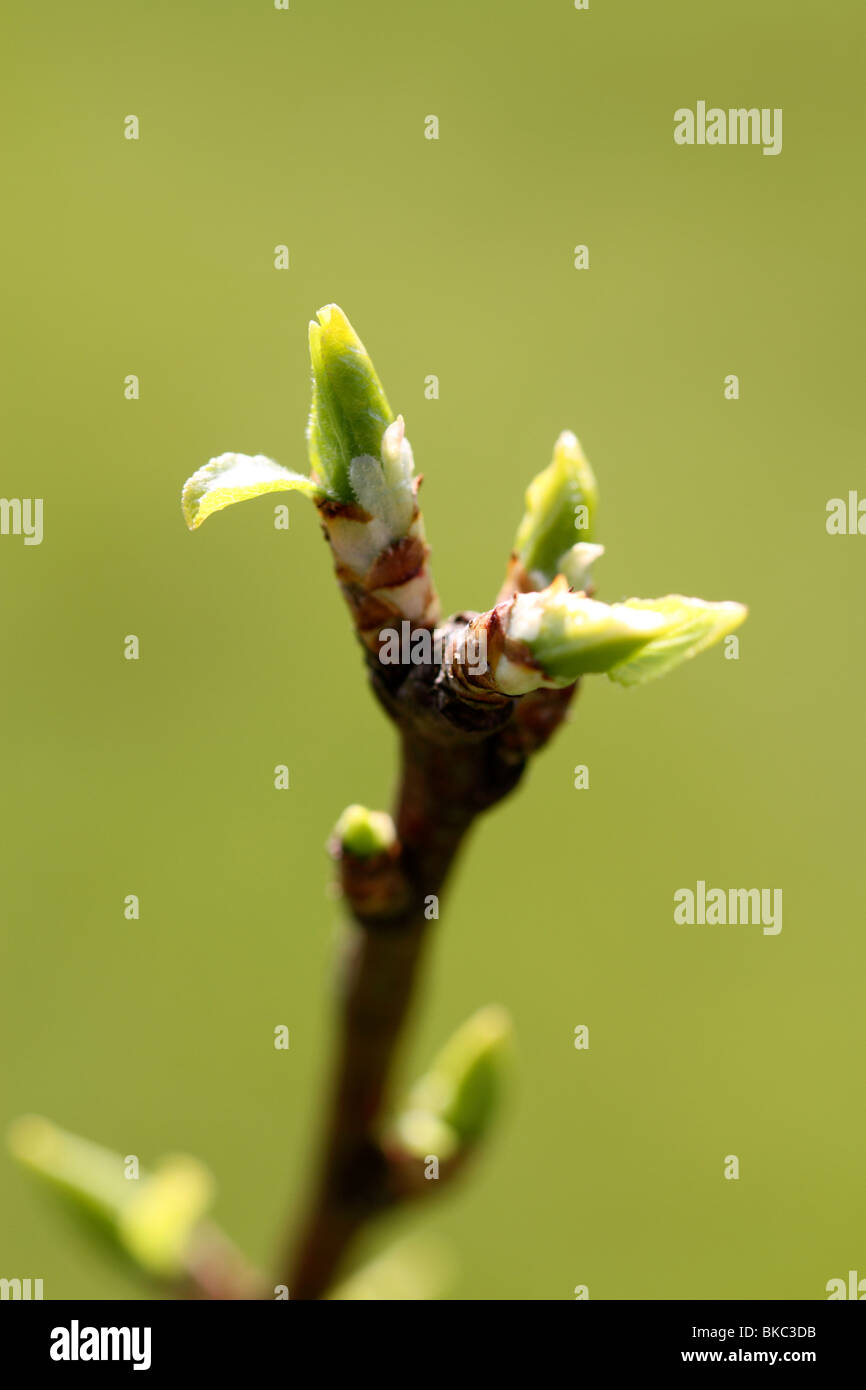 Spring springtime trees budding hi-res stock photography and images - Alamy