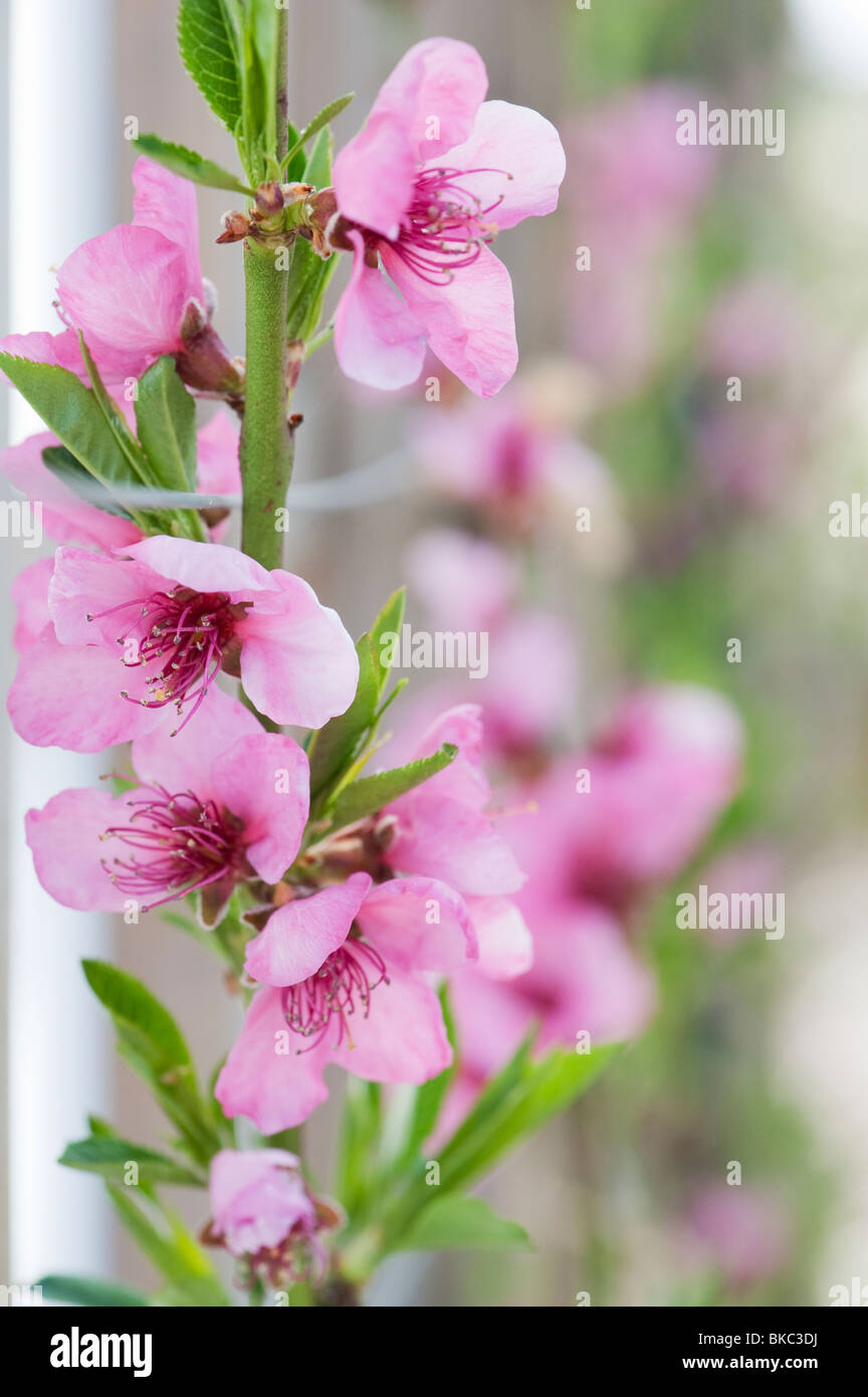 Prunus persica. Peach peregrine flower blossom Stock Photo - Alamy