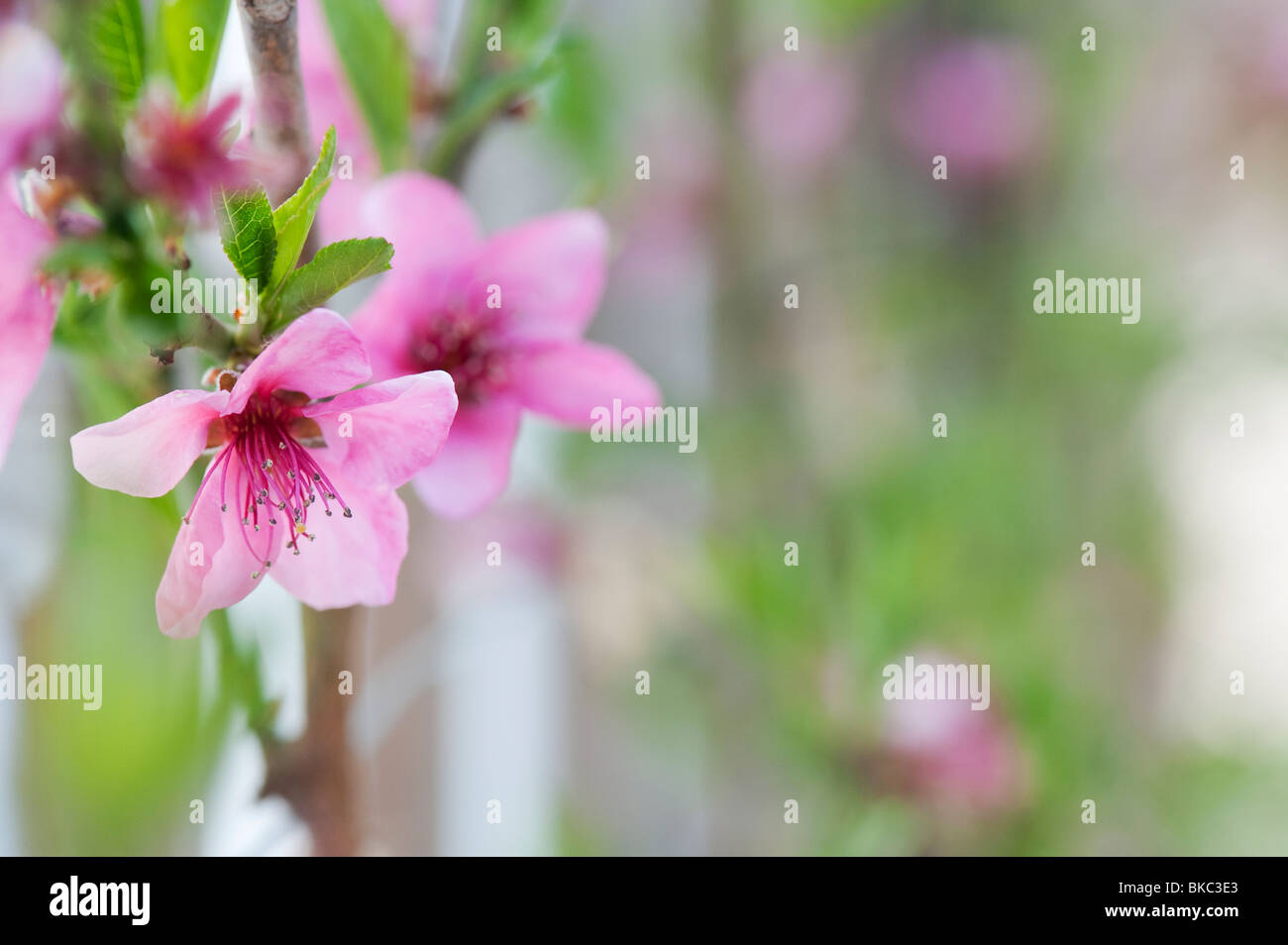 Prunus persica. Peach peregrine flower blossom Stock Photo - Alamy