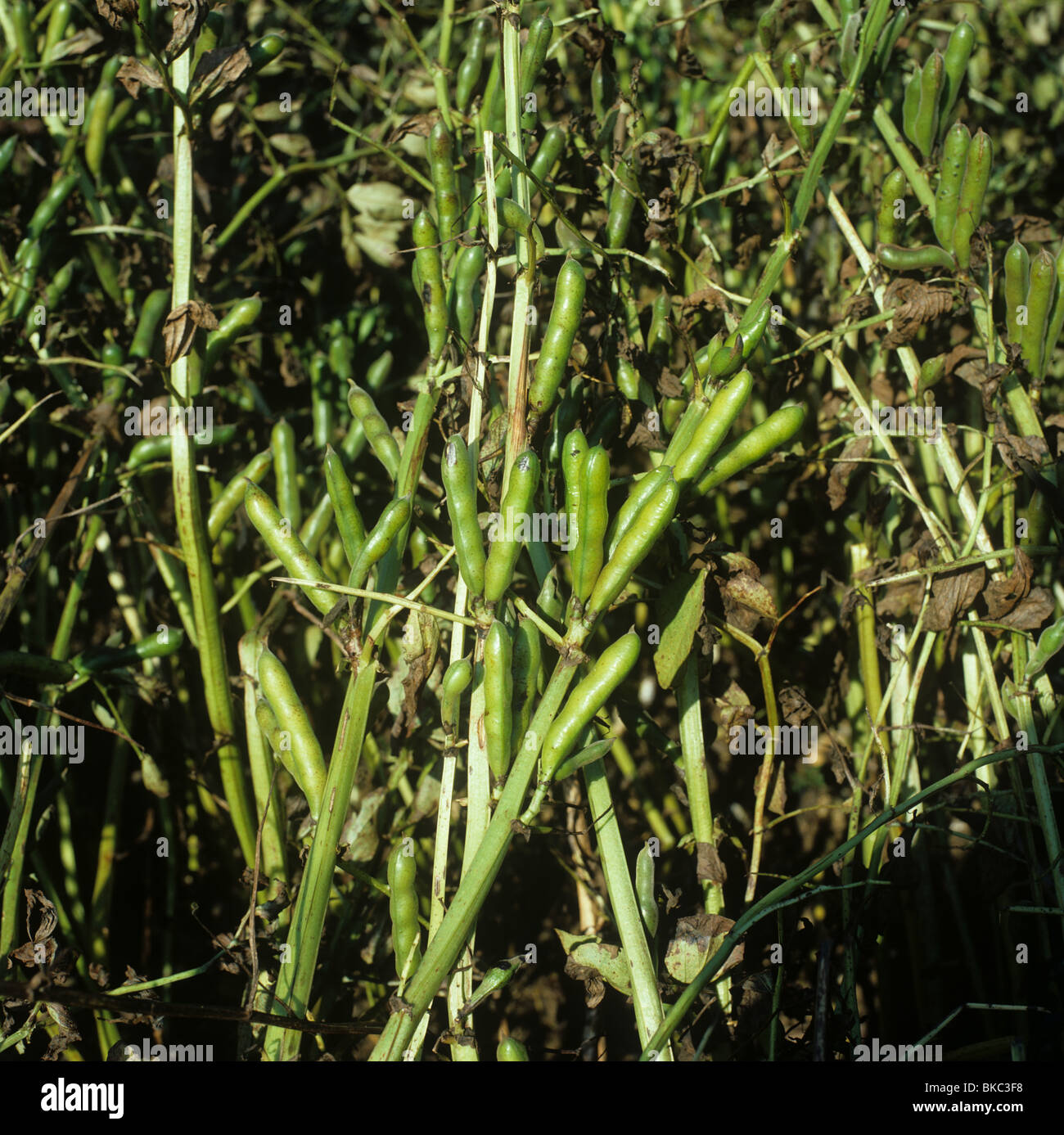 Feed on leaves and pods hi-res stock photography and images - Alamy