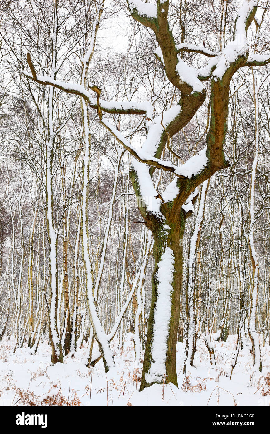 Snow covered tree Stock Photo - Alamy
