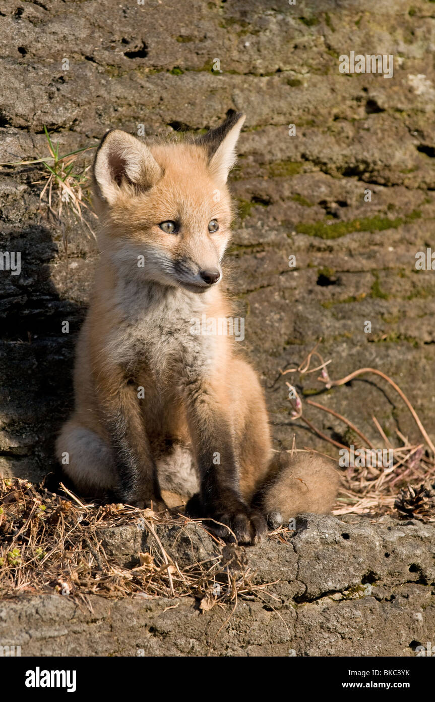 Fox rock hi-res stock photography and images - Alamy