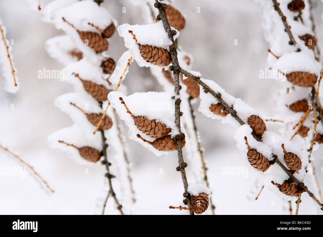 Frozen cones covered in snow Stock Photo - Alamy