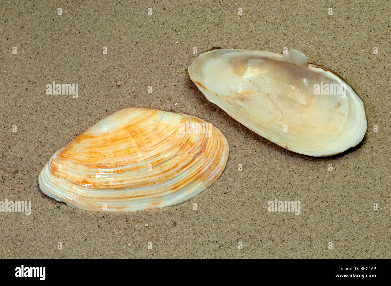 Soft-shell Clam (Mya arenaria), shells on sand Stock Photo - Alamy