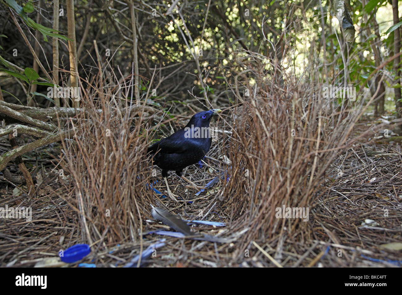 Satin Bowerbird (Ptilonorhynchus violaceus), male at bower Stock Photo - Alamy